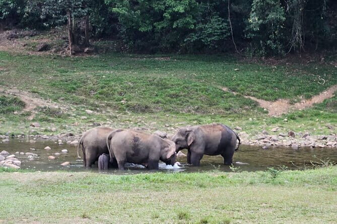 Anakkulam Wild Elephant Visiting(Jeep tour) - The Itinerary: What to Expect on the Day