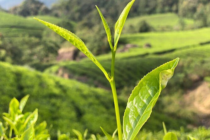 Anakulam Wild elephant Visiting & Tribal village 4*4 Ride - Final Thoughts: Is This Tour for You?