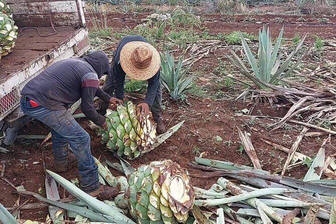 Ancestral Mezcal Tour Experience A pre Hispanic Heritage - FAQ