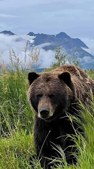 Anchorage: Bears, Beers, and Glacier Tour - An In-Depth Look at the Tour Experience