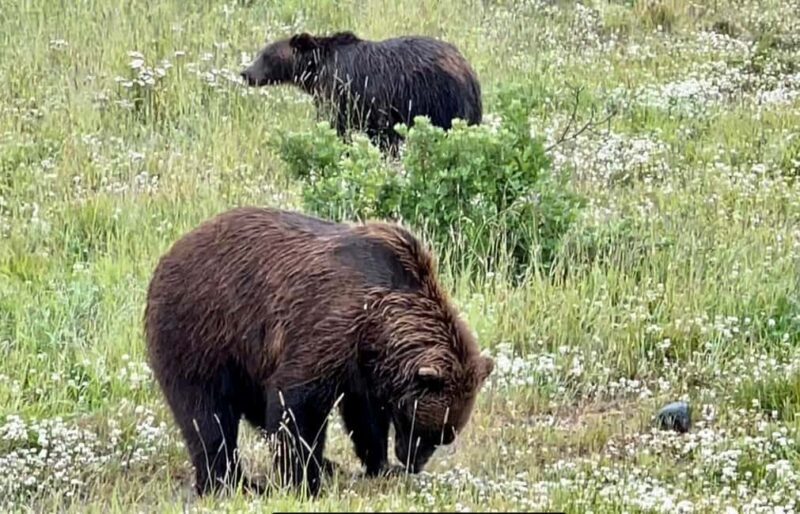 Anchorage: Bears, Beers, and Glacier Tour - The Sum Up