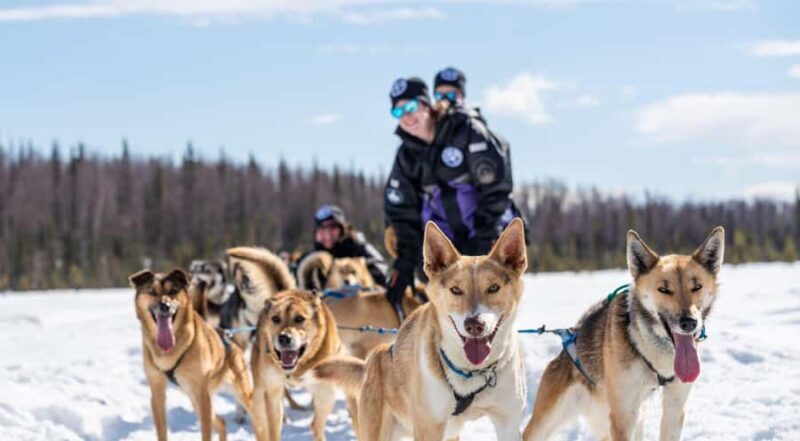 Anchorage: Dog Sled Ride in Willow with Transfers - Who Will Love This Tour?