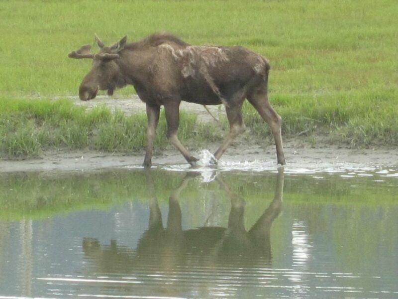 Anchorage: Portage Glacier and Wildlife Explorer Cruise - What Makes This Tour Stand Out