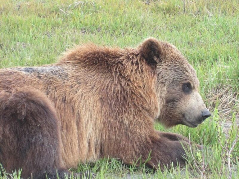 Anchorage: Portage Glacier and Wildlife Explorer Cruise - Detailed Breakdown of the Itinerary
