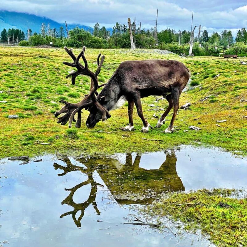 Anchorage: Scenic Tour to Wildlife Center - Why This Tour Works for Travelers