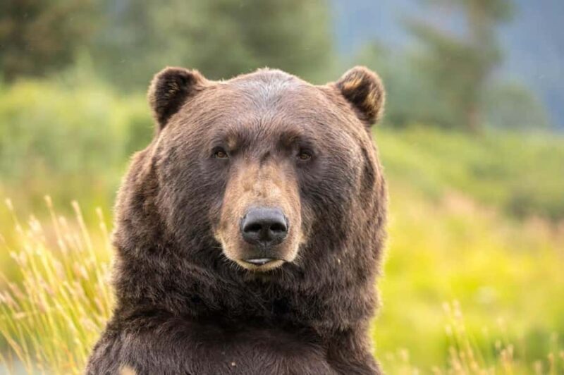 Anchorage: Scenic Tour to Wildlife Center - Alaska Wildlife Conservation Center: A Closer Look