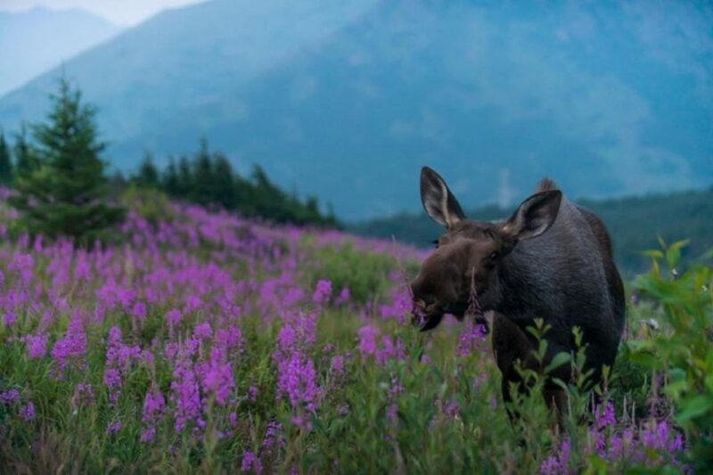 Anchorage: Sunset Photo Safari - Discovering the Landscape of Anchorage with a Camera