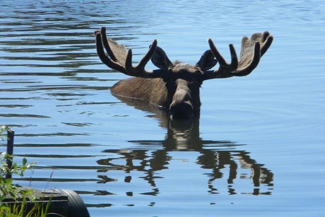Anchorage to Seward Cruise Transfer and Private Tour - Deep Dive into the Itinerary