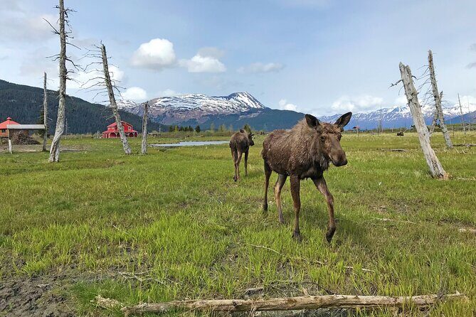 Anchorage to Seward Wildlife Adventure - Key Points