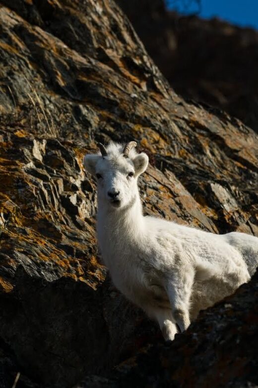 Anchorage: Turnagain Arm Highlights Photography Day Trip - Who Should Consider This Tour?