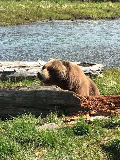 Anchorage: Wildlife, Glacier, and Wine Tasting Tour - Key Points