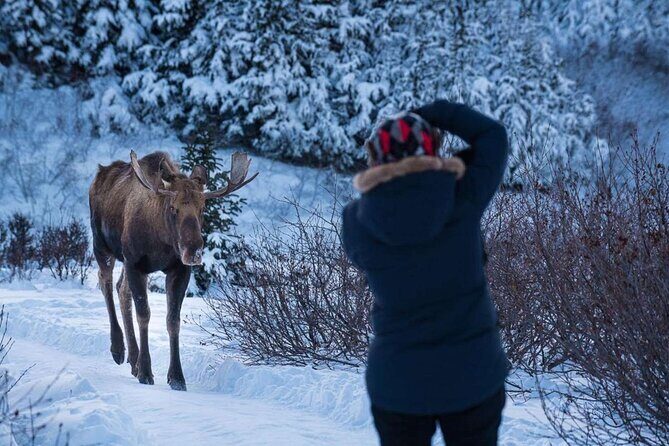 Anchorage Winter Wonderland Photo Tour - Anchorage Winter Wonderland Photo Tour Review