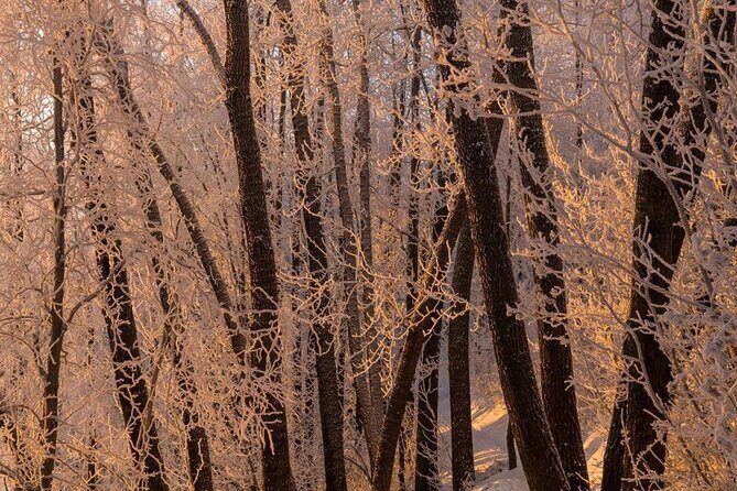 Anchorage Winter Wonderland Photo Tour - Who Will Benefit Most?