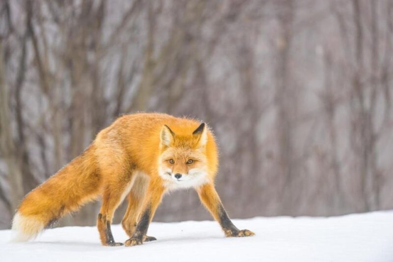 Anchorage: Winter Wonderland Photo Tour - Who Should Consider This Tour?