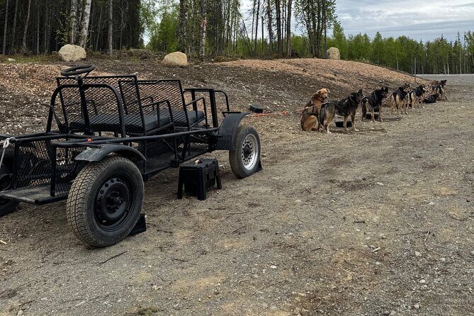 Anchorage's Authentic Dog Sledding Experience - The Sum Up: Who Should Consider This Experience?