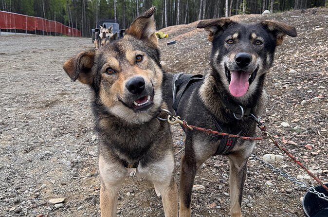 Anchorage's Authentic Dog Sledding Experience - FAQs