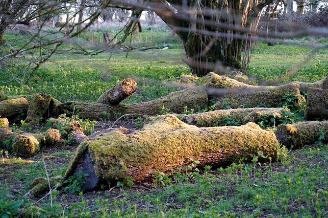Ancient Britain: Sacred forests, Neolithic burials and UFO sights - Pros and Cons