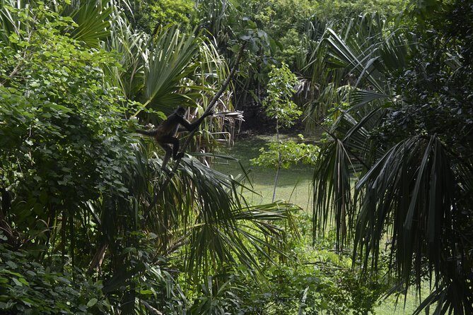 Ancient Chacchoben Mayan Ruins Tour from Costa Maya - Practical Tips to Maximize Your Experience