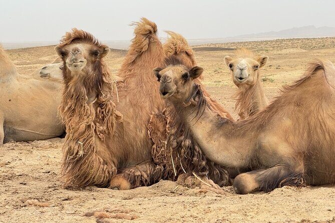 Ancient Fortress Ruins and Historic Healing Salt Lake - Why This Tour Stands Out