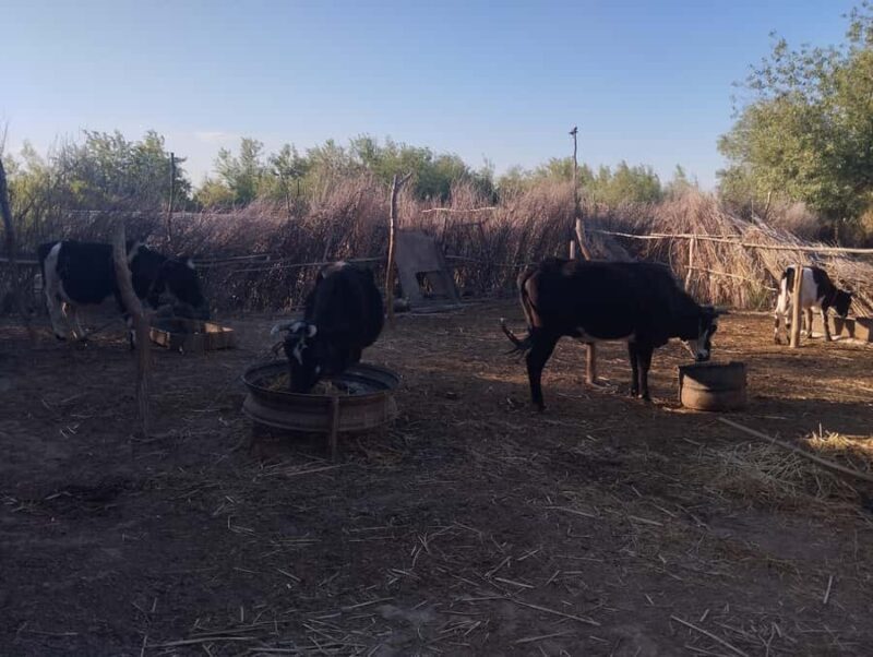 Ancient Fortresses of Khorezm Day Trip with Lunch in village - Key Points