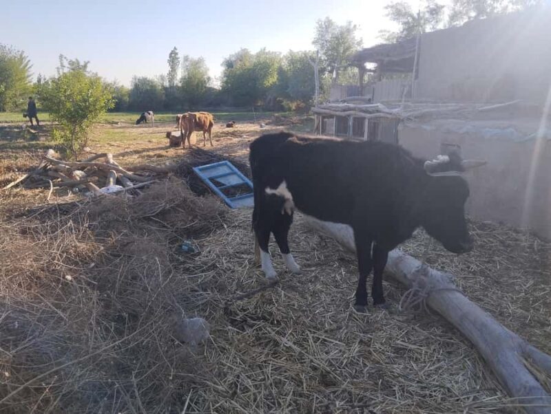 Ancient Fortresses of Khorezm Day Trip with Lunch in village - Exploring Khorezm: A Journey Through Time
