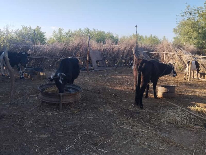 Ancient Fortresses of Khorezm Day Trip with Lunch in village - Transportation and Practicalities