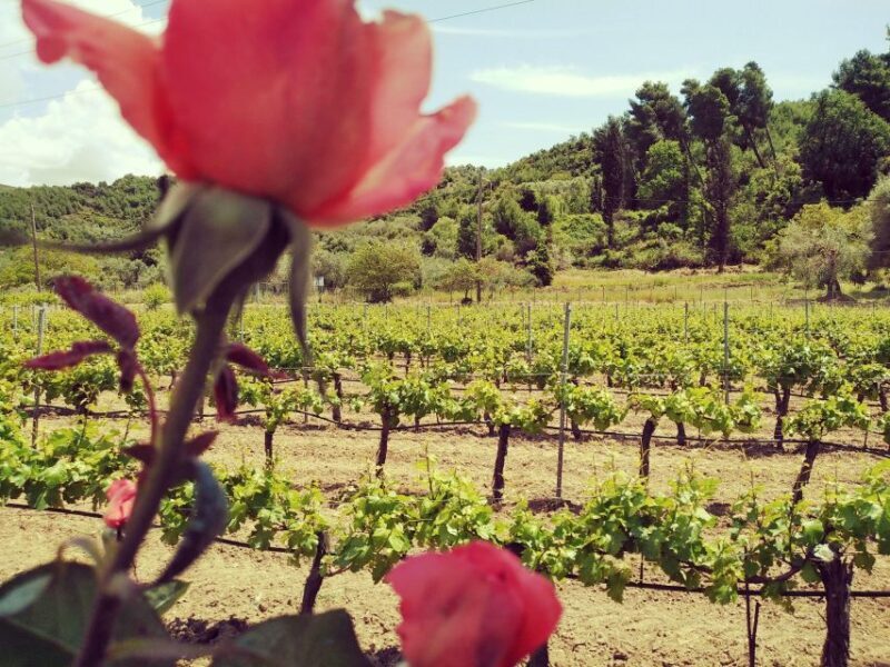 Ancient Olympia: Private Tour site, museum, bee farm, winery - Practical Details: What You Need to Know