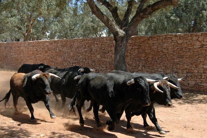 Andalucia Bull and Horse Farm and Ronda Private Tour from Malaga - A Practical and Authentic Day in Andalucia: The Bull & Horse Farm and Ronda Tour from Malaga