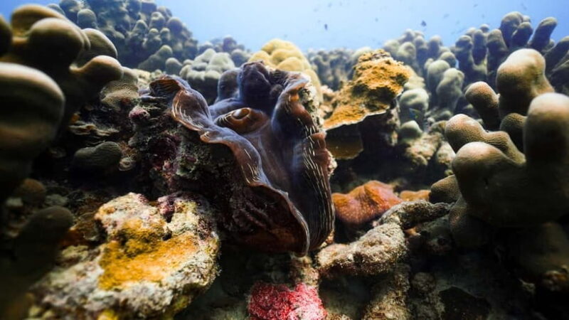 Andaman: Havelock Scuba Diving by PADI 5-Star Dive Center - Breaking Down the Itinerary