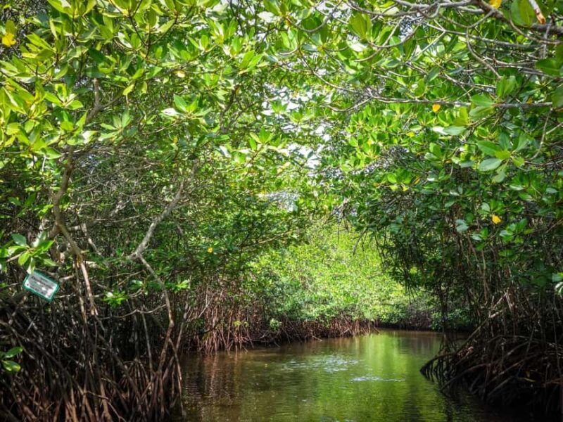 Andaman Island: Day Tour to Baratang Island - Exploring the Day Tour to Baratang Island in the Andaman Islands