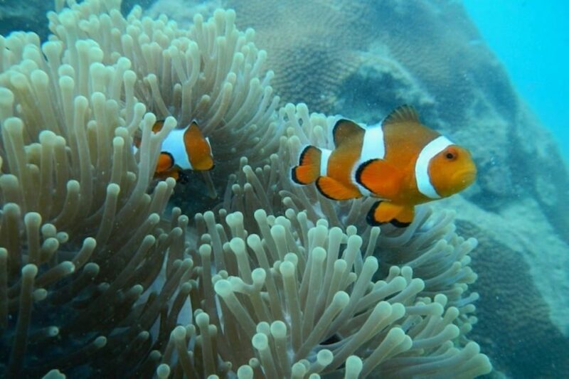 Andaman Islands: Scuba Diving Tour - Practical Tips for the Best Experience
