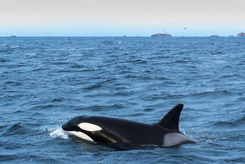 Andenes: Whale Watching/Puffin RIB Boat Tour from Bleik - Starting with the Scenic Transfer from Tromsø