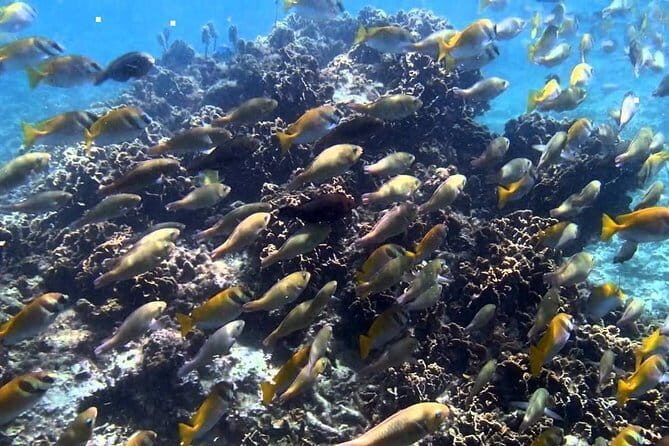 Ang Thong National Marine Park Full Day Tour - Authentic Experiences & What Travelers Say