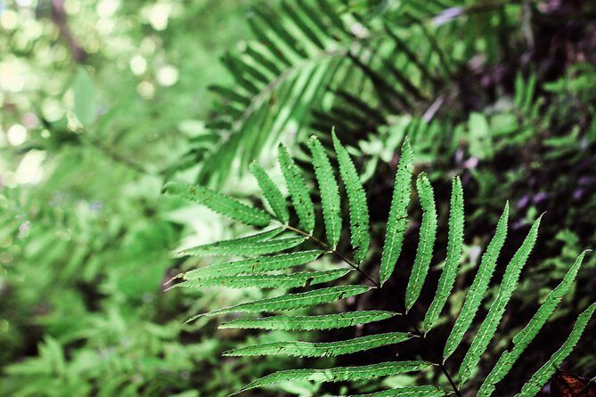 Angelic Stream Trekking (departure with 4 people) - The Group Size and Booking Considerations