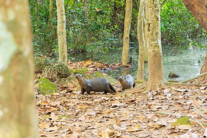 Angkor Bike & Gondola Ride at Twilight - Sunset and the Gondola Relaxation