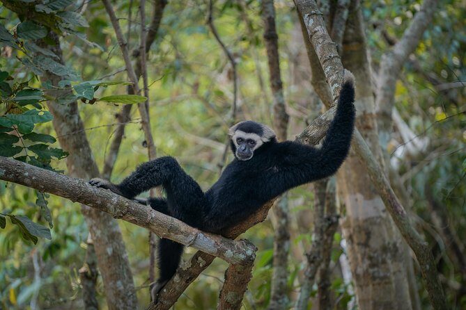 Angkor Wat Park Zip Line Adventure in Siem Reap - The Sum Up: Who Will Love This Experience?