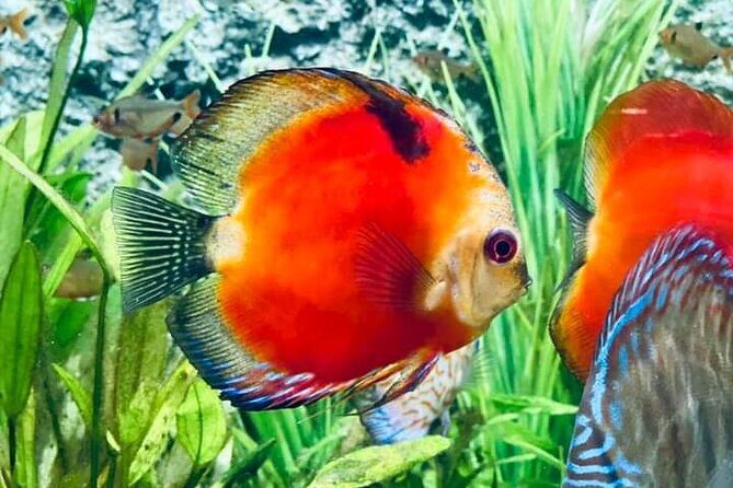 Angkor Wildlife & Aquarium Halfday tour - Discovering the Angkor Wildlife & Aquarium Halfday Tour