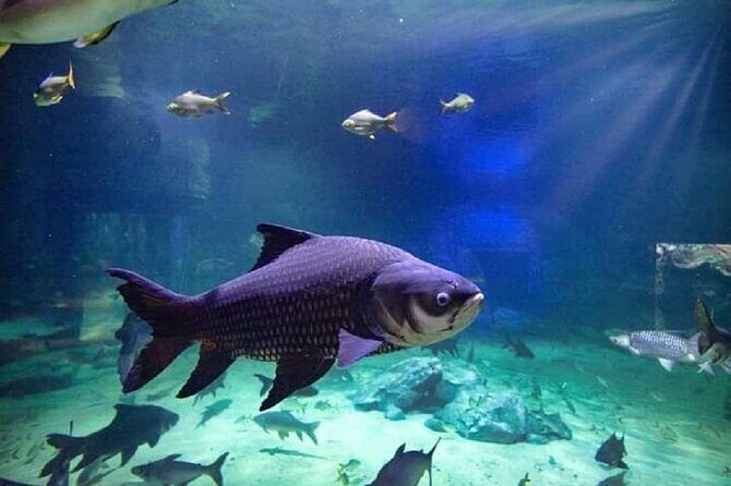 Angkor Wildlife & Aquarium Halfday tour - FAQ