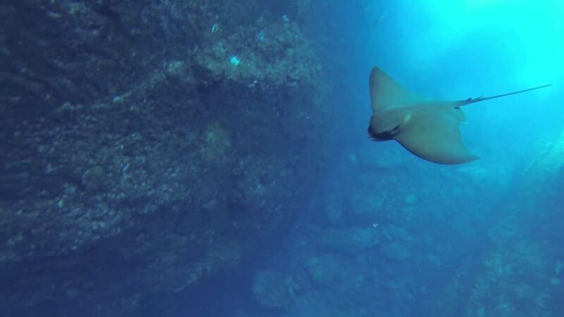 Angra do Heroísmo: Snorkeling Tour by boat - Key Points