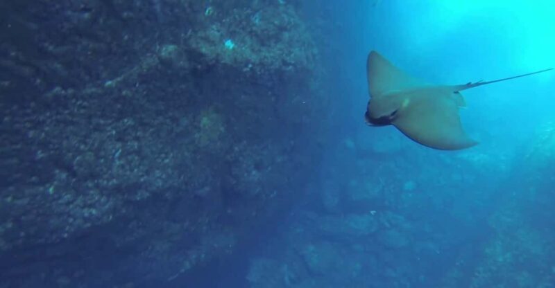 Angra do Heroísmo: Snorkeling Tour by boat - What Reviewers Say About the Experience