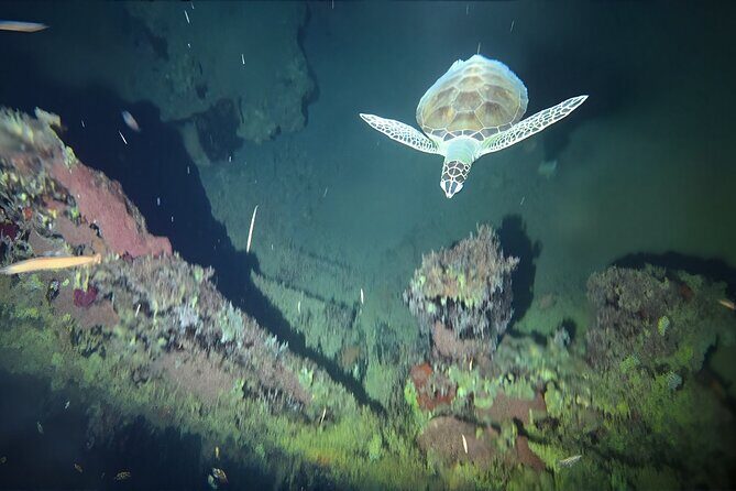 Anguilla Based: 1-Tank Group Night Dive (certification Required) - Who Should Consider This Night Dive?