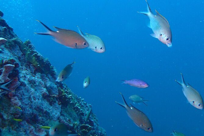 Anguilla Based: 2-Tank Group Dive Experience for Certified Divers - Starting Point: Meeting at Scuba Shack