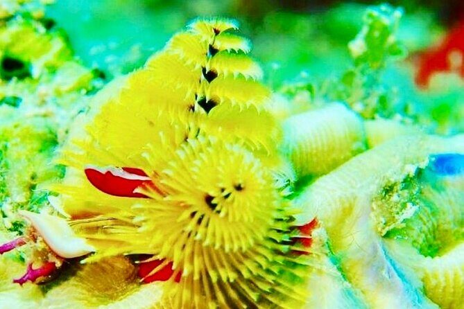 Anguilla Based: PADI Discover Scuba (Introductory Dive) - What to Expect from Your Discover Scuba Adventure