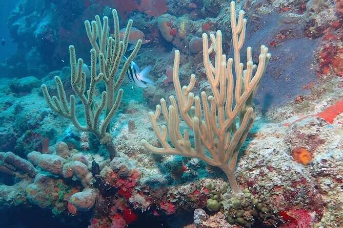 Anguilla Based: PADI Discover Scuba (Introductory Dive) - The Sum Up