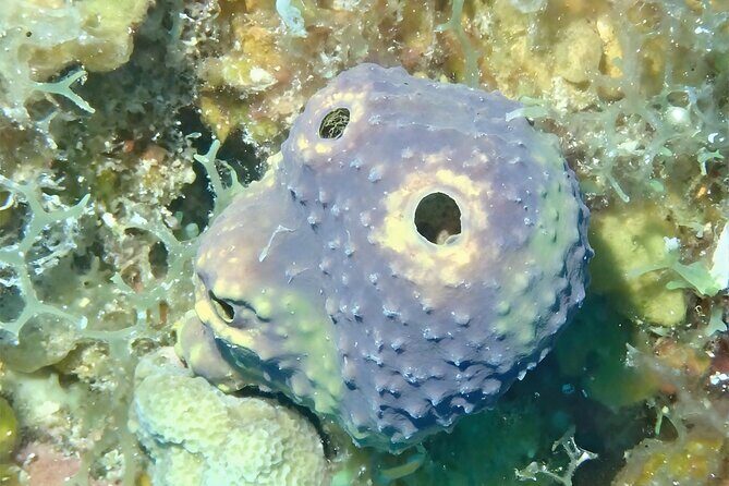 Anguilla Based: PADI Discover Scuba (Introductory Dive) - FAQ