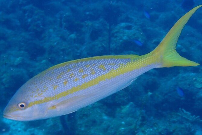 Anguilla Based:Complete your PADI Open Water Dives 1 & 2 with us - Final Thoughts