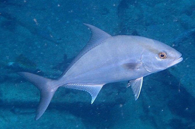 Anguilla Based:Complete your PADI Open Water Dives 1 & 2 with us - FAQ