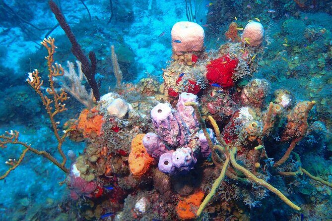 Anguilla Based:Complete your PADI Open Water Dives 3 & 4 with us - The Sum Up