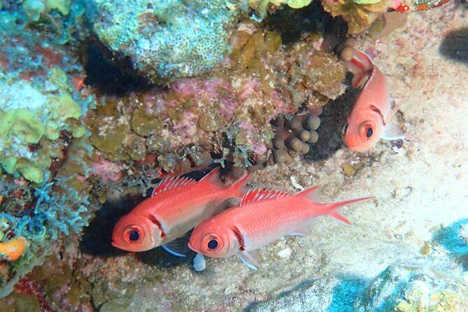 Anguilla Based:Complete your PADI Open Water Dives 3 & 4 with us - FAQ