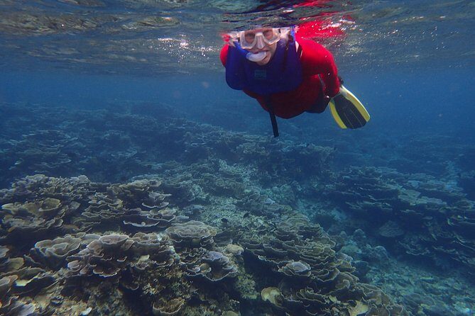 Anilao Snorkel Safari: Explore the Amazing Underwater World - What to Expect on Your Snorkel Safari Adventure